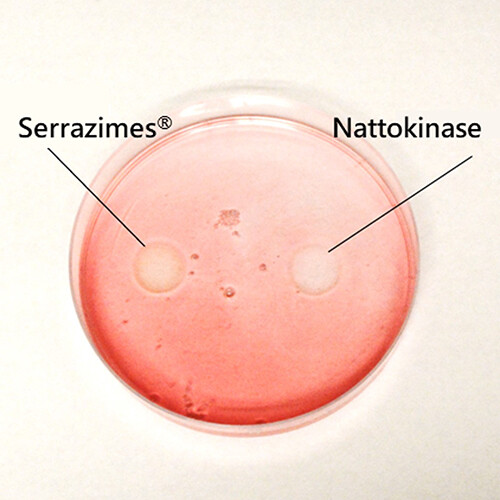 Serrazimes® 舒關蛋白分解酵素 ︱保健食品原料