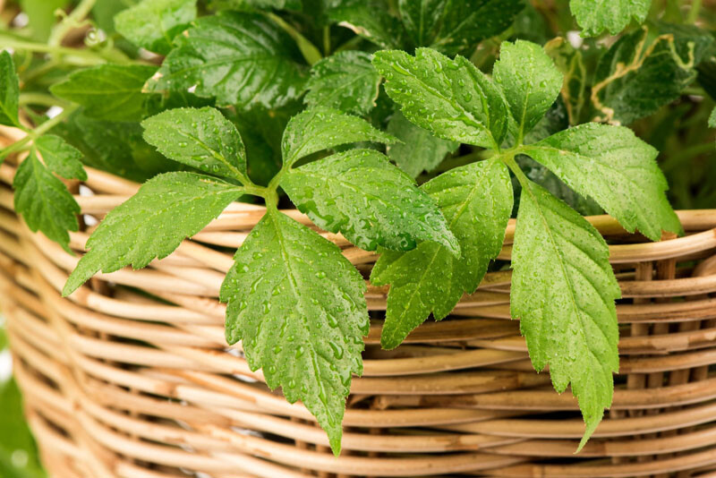 WEDAR 崴達國際｜專注供應全球品牌保健食品原料